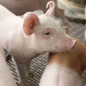 Purebred Breeding Of Pigs